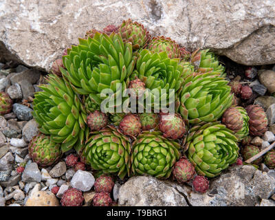 amaranth on a stone bed Stock Photo - Alamy