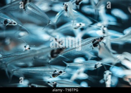 Silver glass catfish closeup in Dubai mall aquarium Stock Photo - Alamy