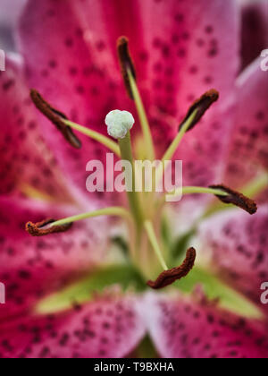 Lily (Lilium sp) flower detail, including the style, stigma, and stamen ...