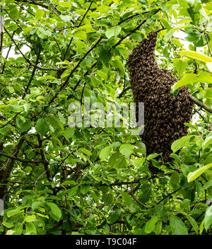 A new colony of honey bees swarming on a tree limb with honeysuckle ...
