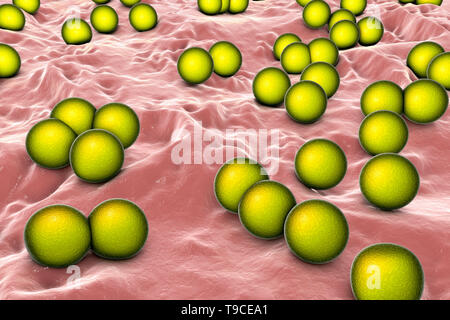 Micrococcus luteus bacteria, illustration Stock Photo - Alamy