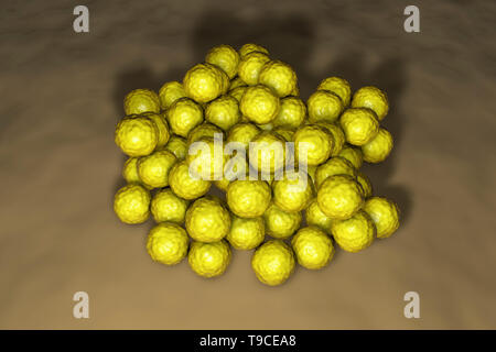 Micrococcus luteus bacteria, illustration Stock Photo - Alamy