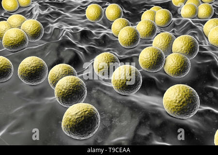 Micrococcus luteus bacteria, illustration Stock Photo - Alamy