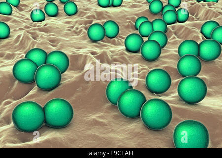 Micrococcus luteus bacteria, illustration Stock Photo - Alamy