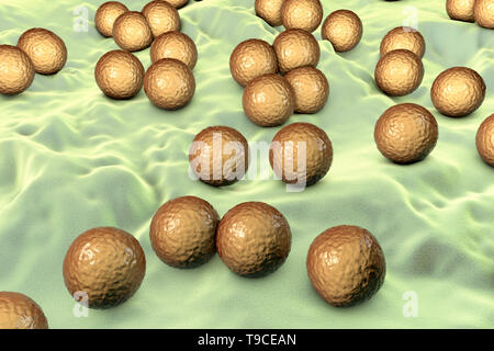 Micrococcus luteus bacteria, illustration Stock Photo - Alamy