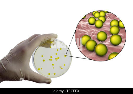Micrococcus luteus bacteria, composite image Stock Photo - Alamy