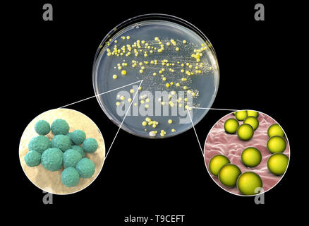 Micrococcus luteus bacteria, composite image Stock Photo - Alamy