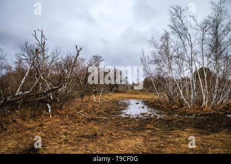 birch groves and marshes. Russian landscape Stock Photo - Alamy