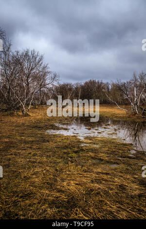 birch groves and marshes. Russian landscape Stock Photo - Alamy