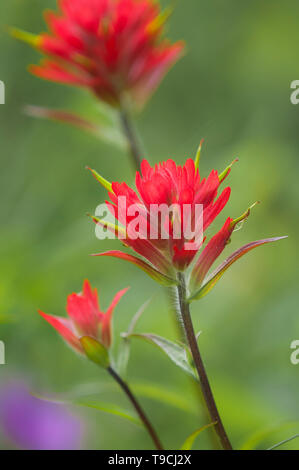 Indian paintbrush. Red paintbrush Castilleja spp Stock Photo - Alamy