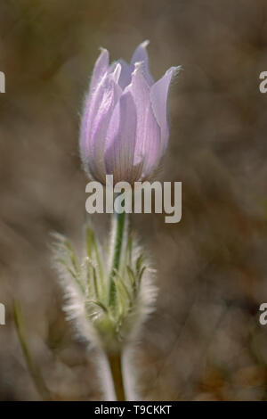 The Prairie crocus wildflower blooming in the spring near Plum Coulee ...