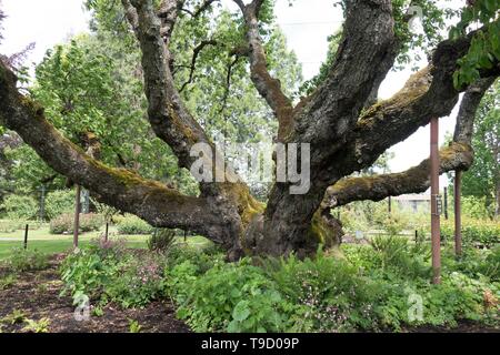 The Owen Cherry tree at Owen Rose Garden in Eugene, Oregon, USA Stock ...