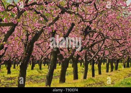 Canada, Ontario, Niagara Peninsula, Peach orchard in spring time bloom ...