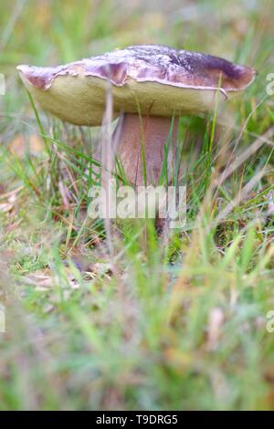 Bay Bolete (Imleria badia). Large Purple Capped Boletus Fungi in a ...