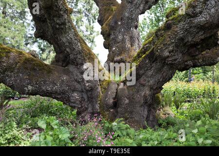The Owen Cherry tree at Owen Rose Garden in Eugene, Oregon, USA Stock ...