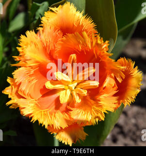 A closeup of a beautiful orange tulip flower in a field Stock Photo - Alamy