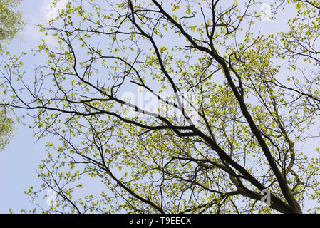 spring oak branches on the blue sky, Bottom view Stock Photo - Alamy
