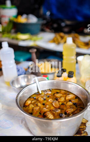 Delicious Suri, palm tree worms, fried and ready to eat on Bellavista ...