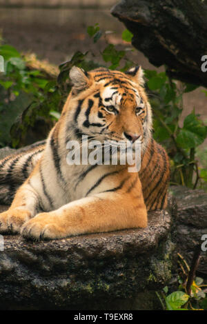 A single Tiger lay down in Copenhagen zoo, Denmark Stock Photo - Alamy