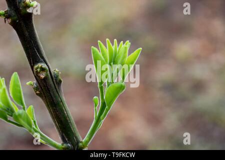 A Beautiful Snap of new leave of Plants Stock Photo - Alamy