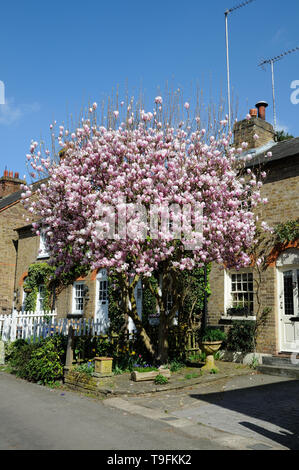 Blossom on tree, Letchmore Heath, Hertfordshire Stock Photo - Alamy