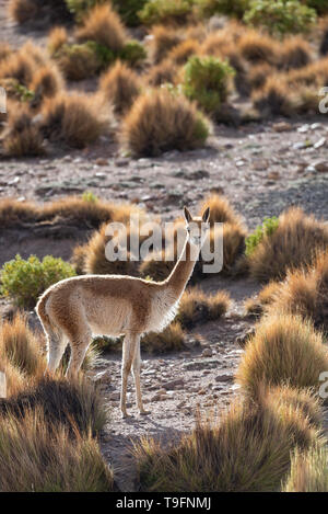 Vicuna, one of the two wild animals in the camel family in Peru, South ...