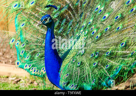 Peafowl or Peacock with extravagant plumage Stock Photo - Alamy