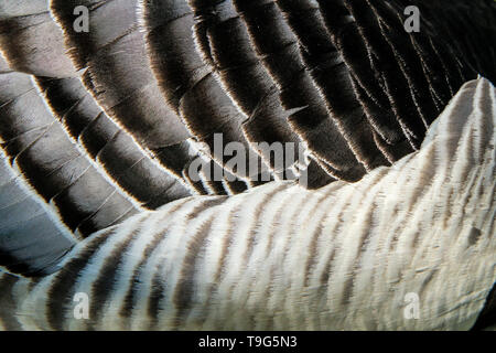 Detail of Goose Feathers Stock Photo - Alamy
