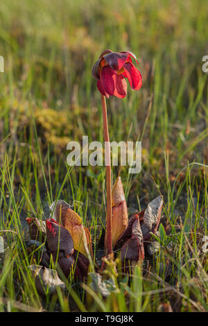 sarracenia, purpurea, flower, carnivorous. botanical, pitcher, plants ...