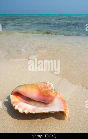 Conch shell on beach, Ranguana Cay, Belize Stock Photo - Alamy