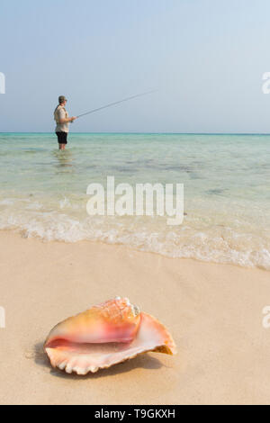 Conch shell on beach, Ranguana Cay, Belize Stock Photo - Alamy