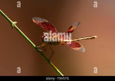 Painted Grasshawk (Neurothemis stigmatizans Stock Photo - Alamy