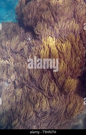 Coral at Nathan Reef, Great Barrier Reef, Queensland Stock Photo - Alamy