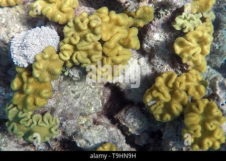 Coral at Nathan Reef, Great Barrier Reef, Queensland Stock Photo - Alamy
