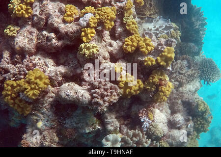 Coral at Nathan Reef, Great Barrier Reef, Queensland Stock Photo - Alamy
