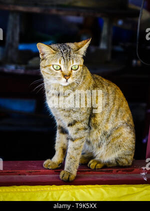 Cute silver Maine Coon cat kitten, sitting up facing front. Looking ...