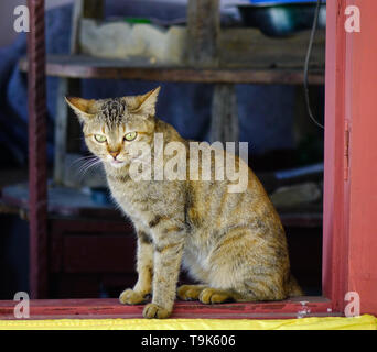 burmese cat eating Stock Photo - Alamy