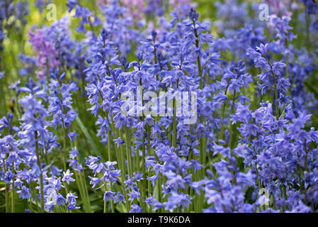 Spanish bluebells, Hyacinthoides hispanica, in full blue flower in a ...