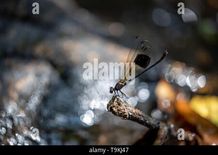 Portrait of damselfly - Black-banded Gossamerwing (Euphaea decorata ...