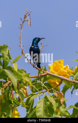 purple sunbird with the pink flowers in a white background Stock Photo ...