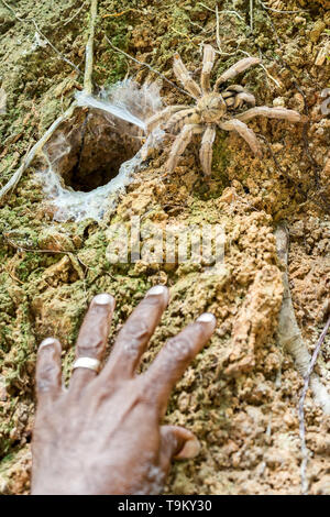 Female, Trinidad Chevron Tarantula, Psalmopoeus Cambridgei, by nest ...