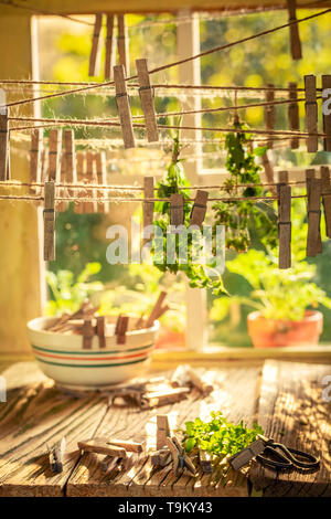 Freshly harvested spearmint leaves, dried chamomile flowers, and a cup ...