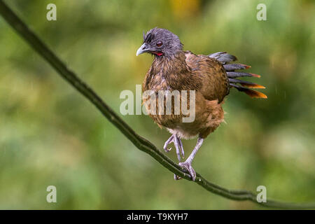 Rufous-vented Chachalaca or Cocrico, Ortalis ruficauda, in the rain ...