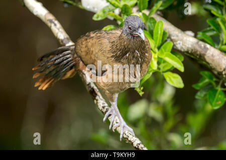 Rufous vented Chachalaca or Cocrico, Ortalis ruficauda, national bird ...