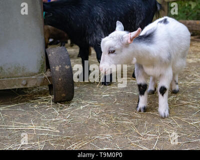 Baby Goat at London Zoo. This baby white goat at the London zoo, looks ...