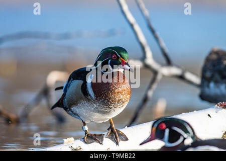 A banded Drake Wood Duck on a spring morning in Minnesota Stock Photo ...