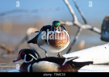 A banded Drake Wood Duck on a spring morning in Minnesota Stock Photo ...