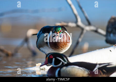 A banded Drake Wood Duck on a spring morning in Minnesota Stock Photo ...