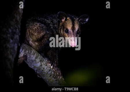 Southern opossum, Common opossum (Didelphis marsupialis), walking on ...