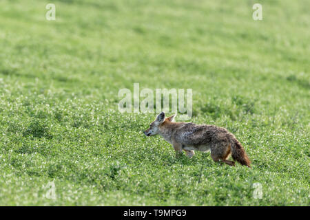 African Golden Wolf (Canis anthus bea) adult, feeding on carcass, Shaba ...